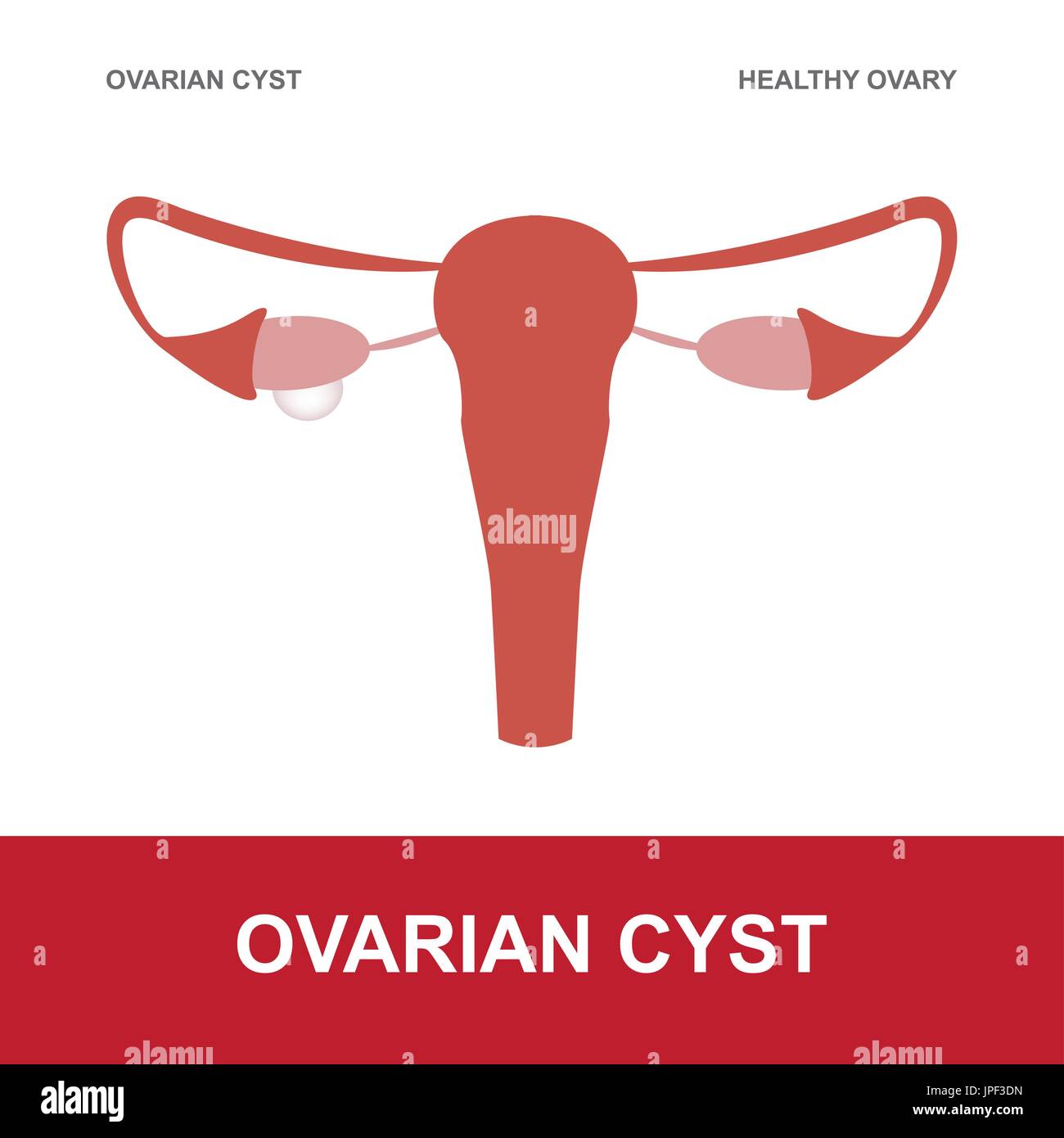 Female Reproductive System Stockfotos und -bilder Kaufen - Alamy