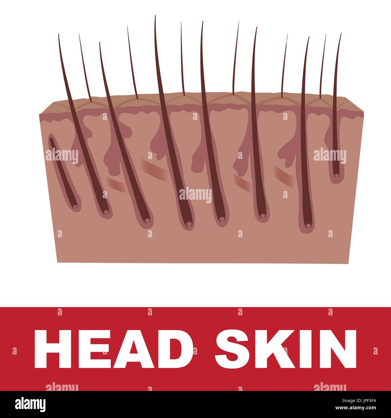 Vektor-Schema der Haut des Kopfes mit Talg Tasche und wachsenden Haare ...