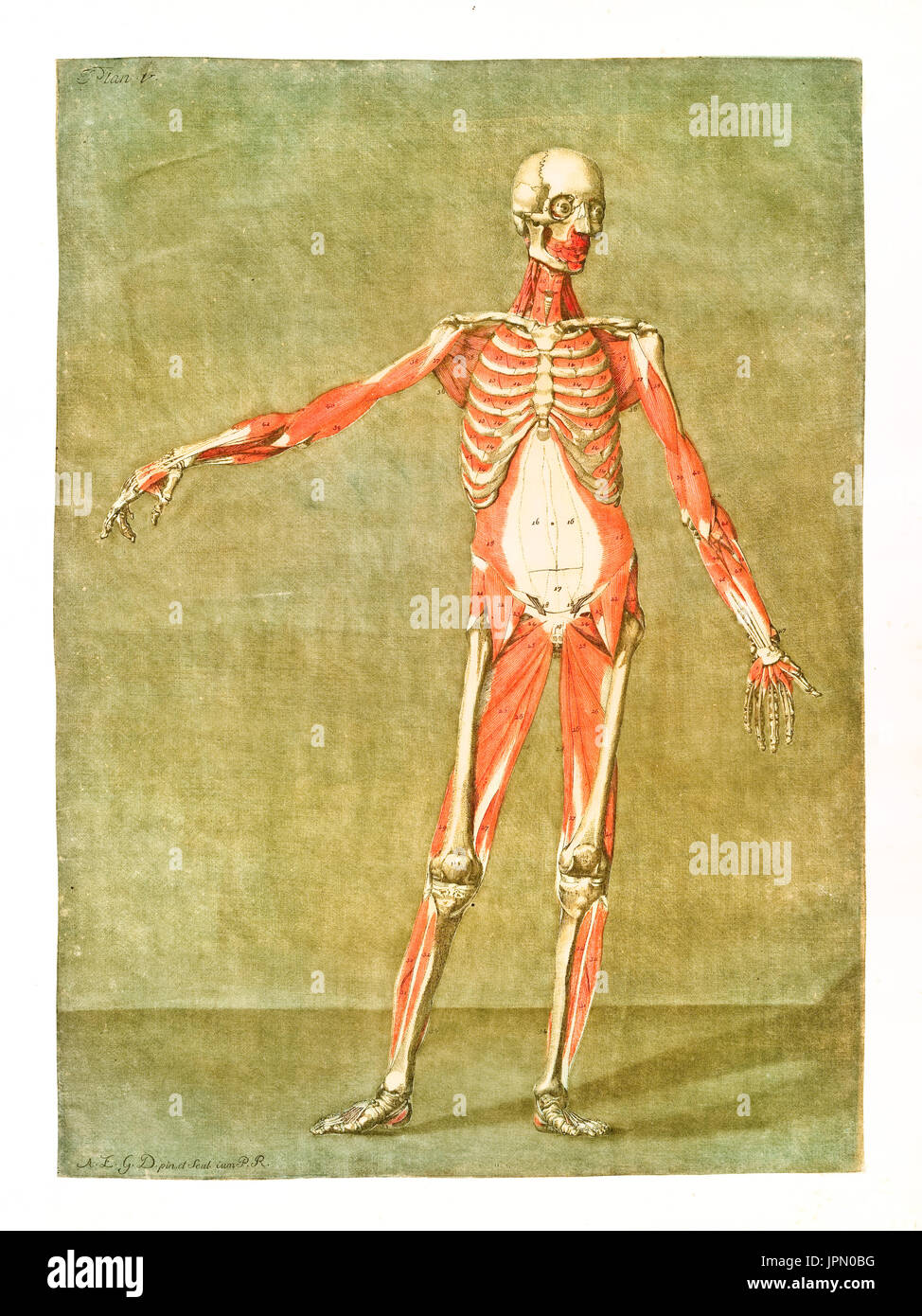 Anatomie des Menschen. Muskeln und Knochen. Von a.e. Gautier D'Agoty in ...