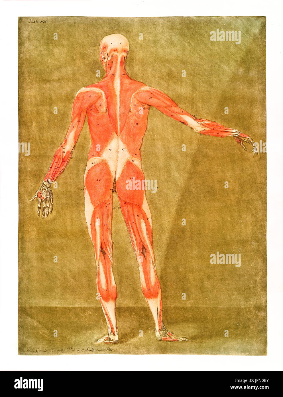 Anatomie des Menschen. Muskeln und Knochen. Von a.e. Gautier D'Agoty in ...