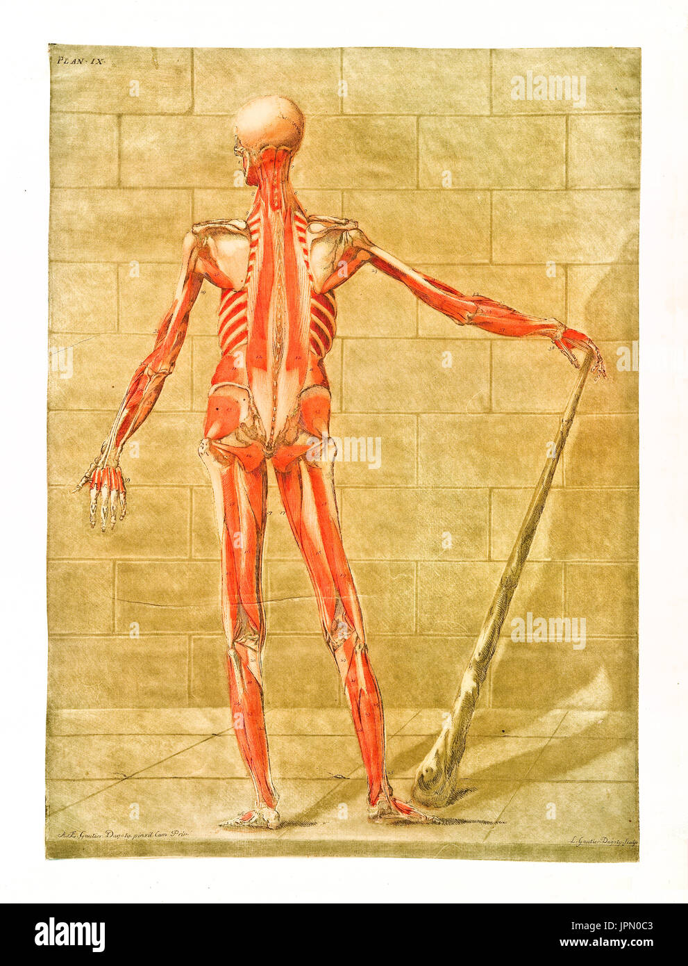 Anatomie des Menschen. Muskeln und Knochen. Von a.e. Gautier D'Agoty in ...