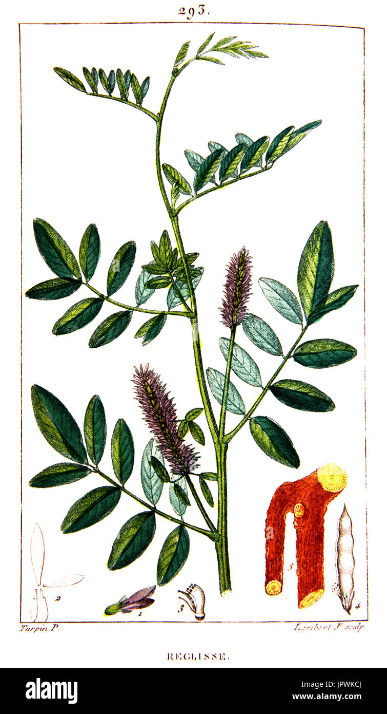 Lakritz glycyrrhiza glabra -Fotos und -Bildmaterial in hoher Auflösung ...