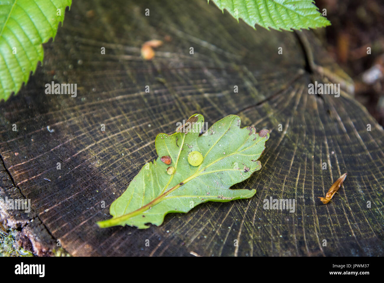 Eichenblatt herein -Fotos und -Bildmaterial in hoher Auflösung – Alamy