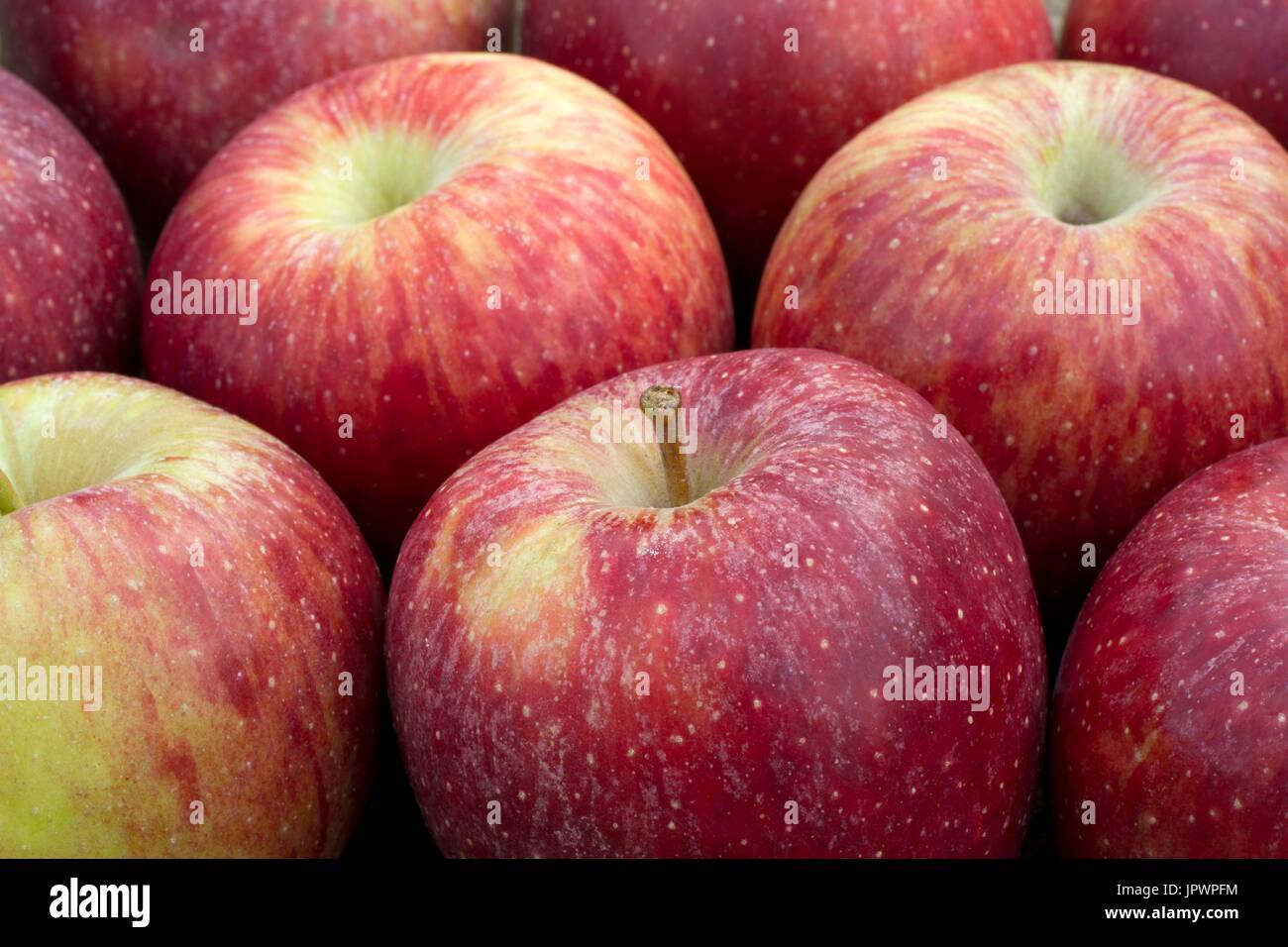 Malus domestica red delicious -Fotos und -Bildmaterial in hoher ...