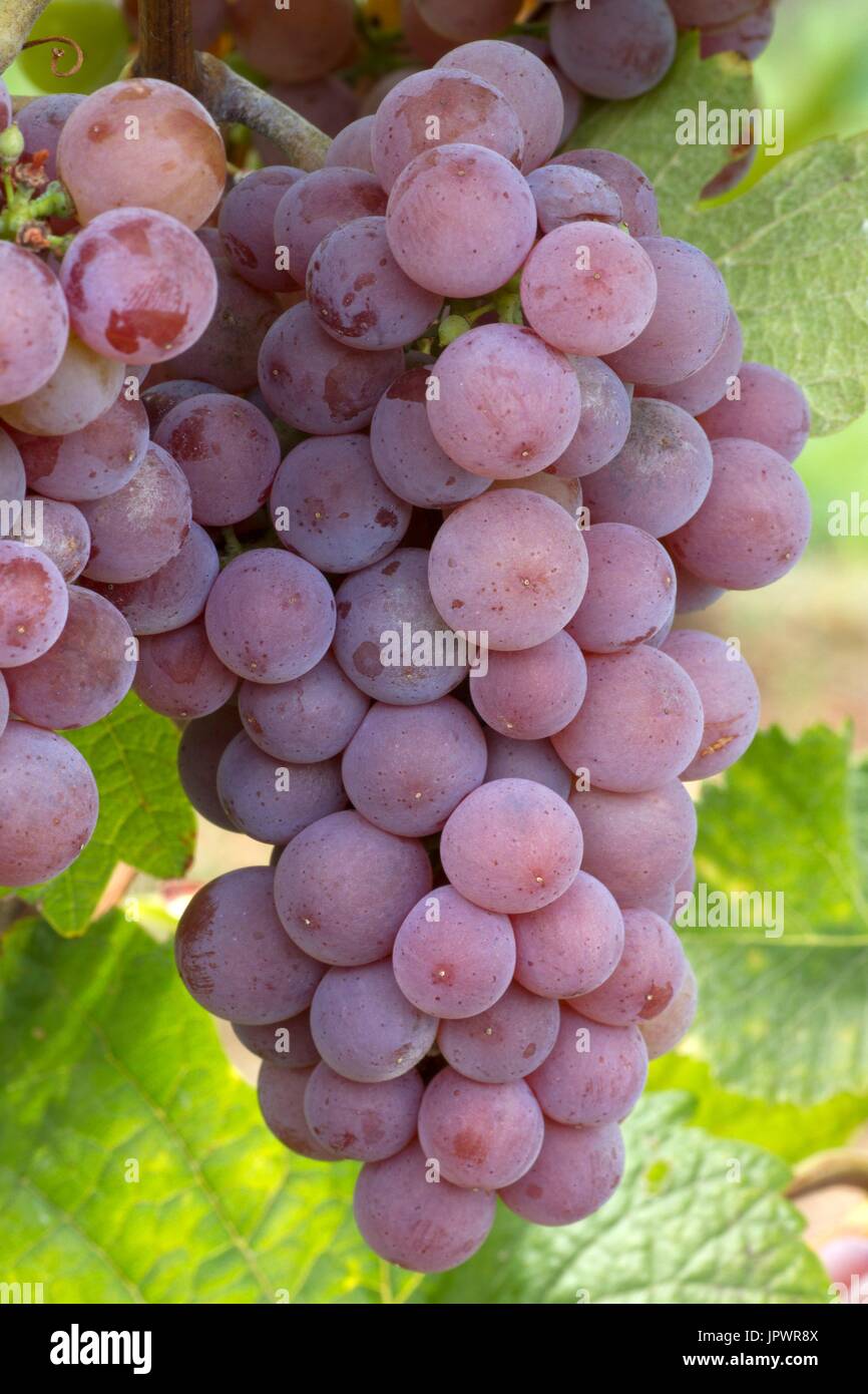 Violette trauben -Fotos und -Bildmaterial in hoher Auflösung – Alamy