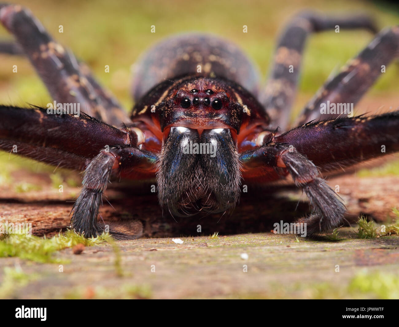 Tropical huntsman spider -Fotos und -Bildmaterial in hoher Auflösung ...