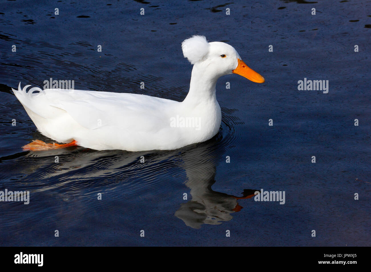 Hausenten Anas Sp Stockfotos und -bilder Kaufen - Alamy