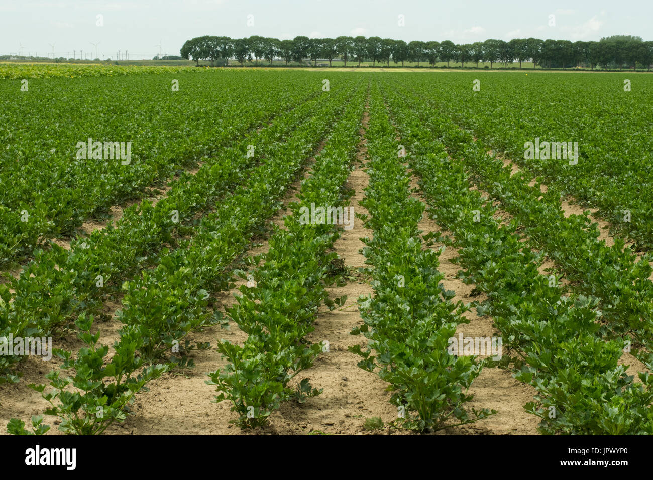 Sellerie feld -Fotos und -Bildmaterial in hoher Auflösung – Alamy