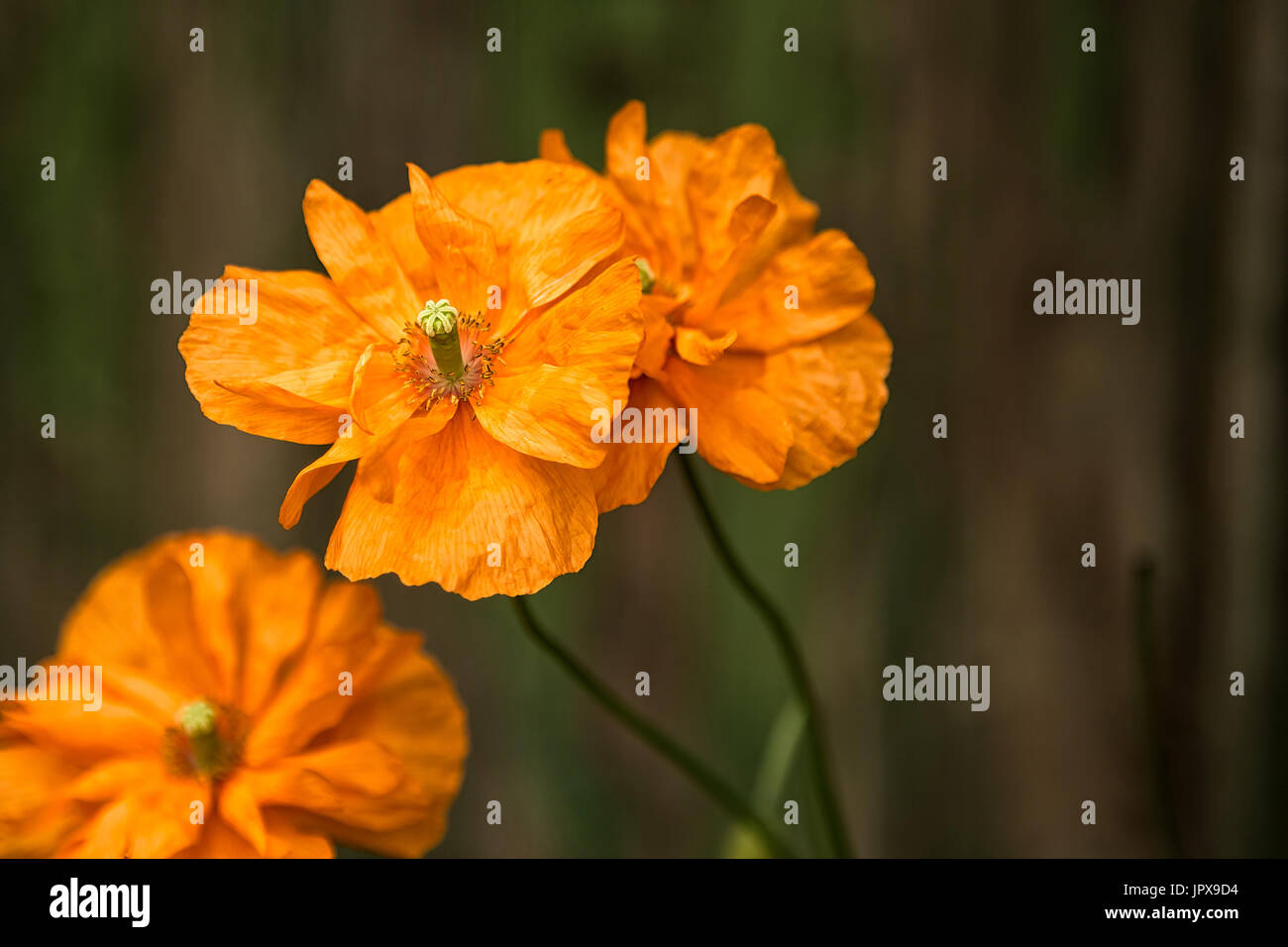 Doppelblumiger mohn -Fotos und -Bildmaterial in hoher Auflösung – Alamy