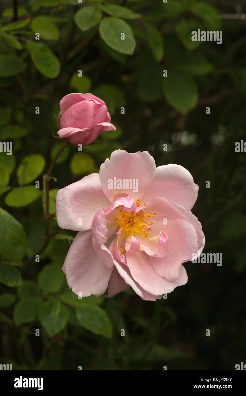 Rose mary -Fotos und -Bildmaterial in hoher Auflösung – Alamy
