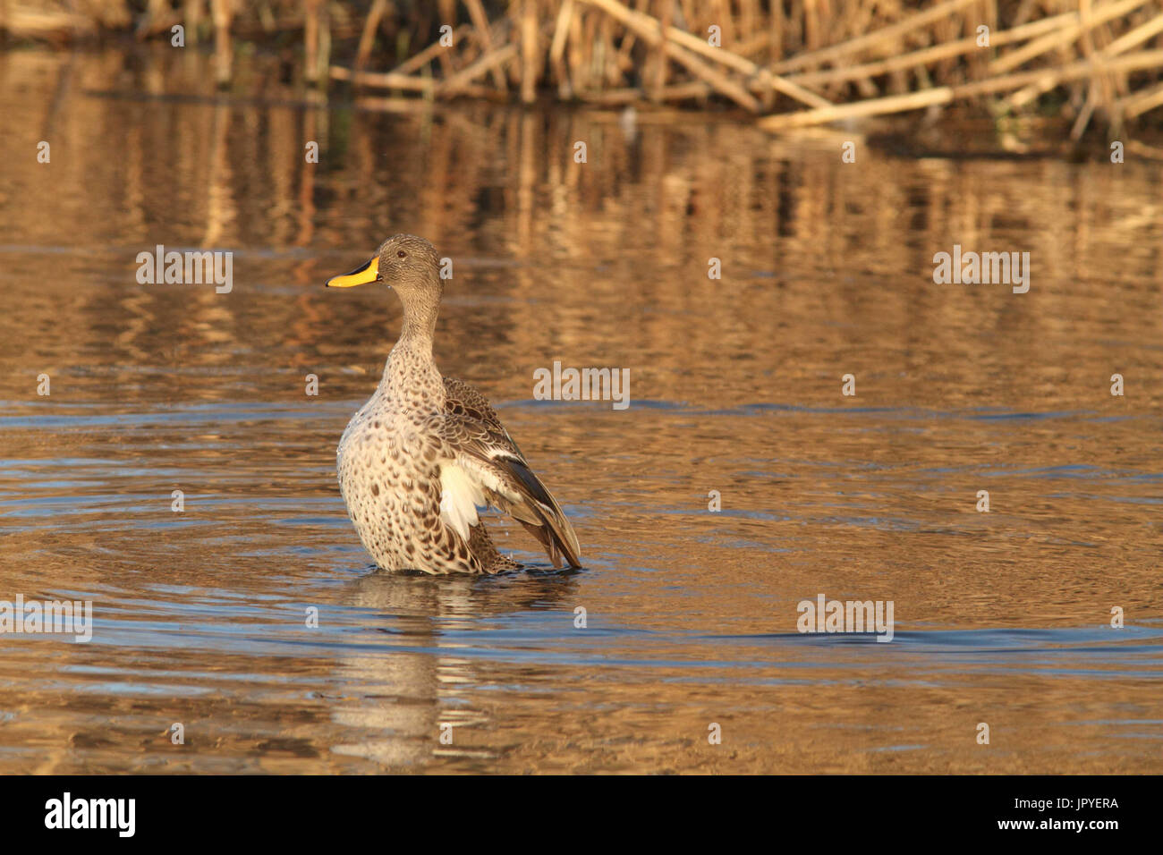 Duck Anas Sp Stockfotos & Duck Anas Sp Bilder - Alamy