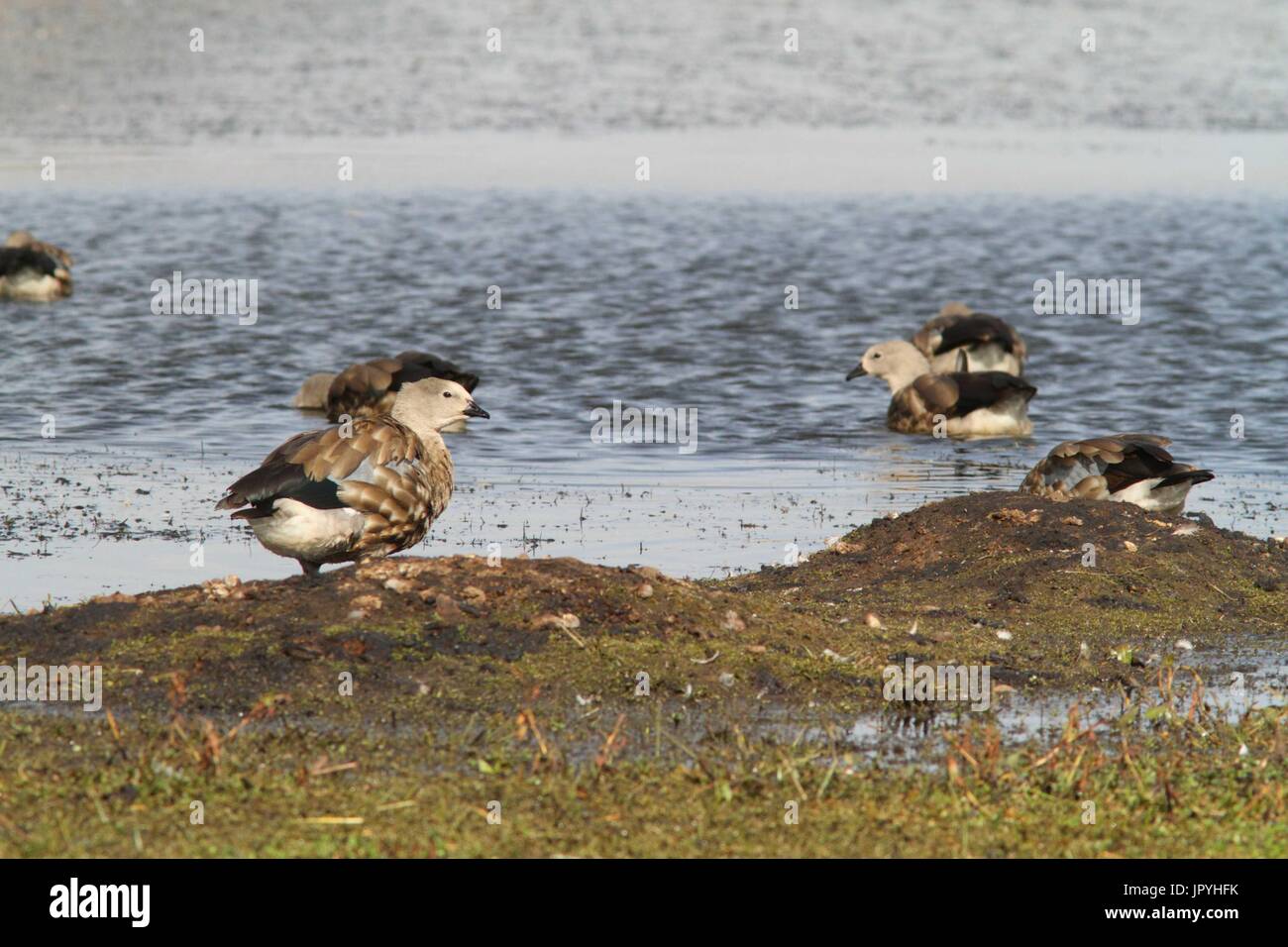 Nahe bedrohte arten iucn nt -Fotos und -Bildmaterial in hoher Auflösung ...