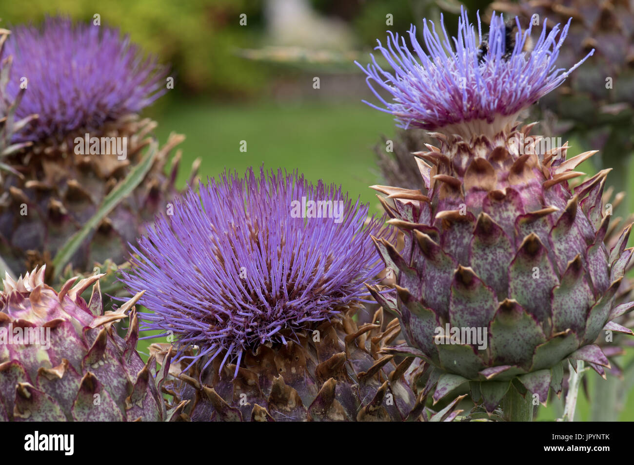 Riesen distel -Fotos und -Bildmaterial in hoher Auflösung – Alamy
