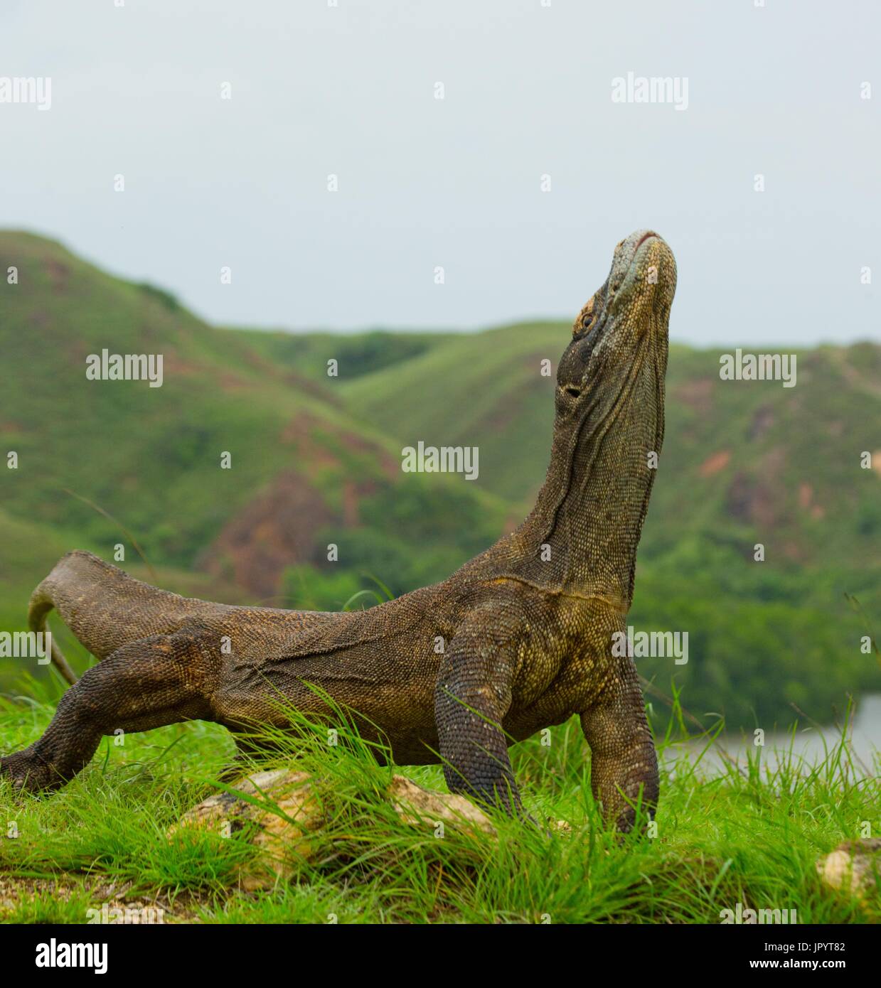 Protezione del drago di komodo -Fotos und -Bildmaterial in hoher ...