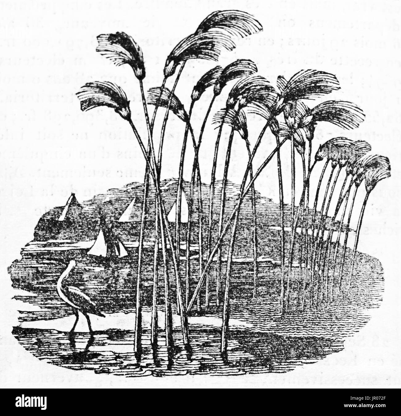 Old egyptian papyrus zeichnung Schwarzweiß-Stockfotos und -bilder - Alamy