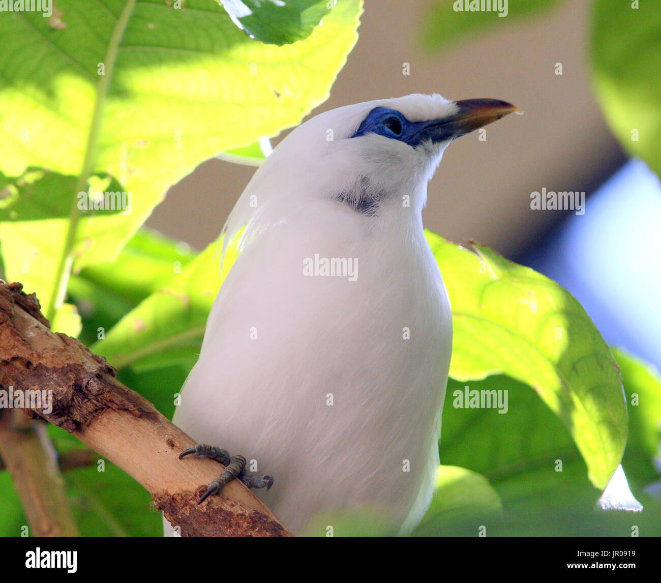 Indonesische Rothschild Myna oder Bali Mynah (Leucopsar Rothschildi ...