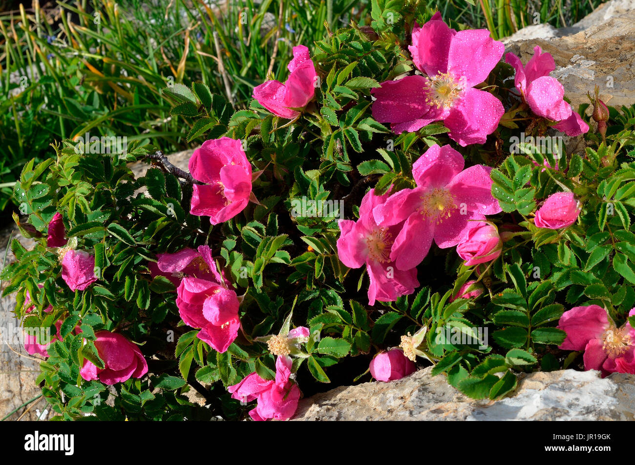 Rosa alpina pendulina -Fotos und -Bildmaterial in hoher Auflösung – Alamy