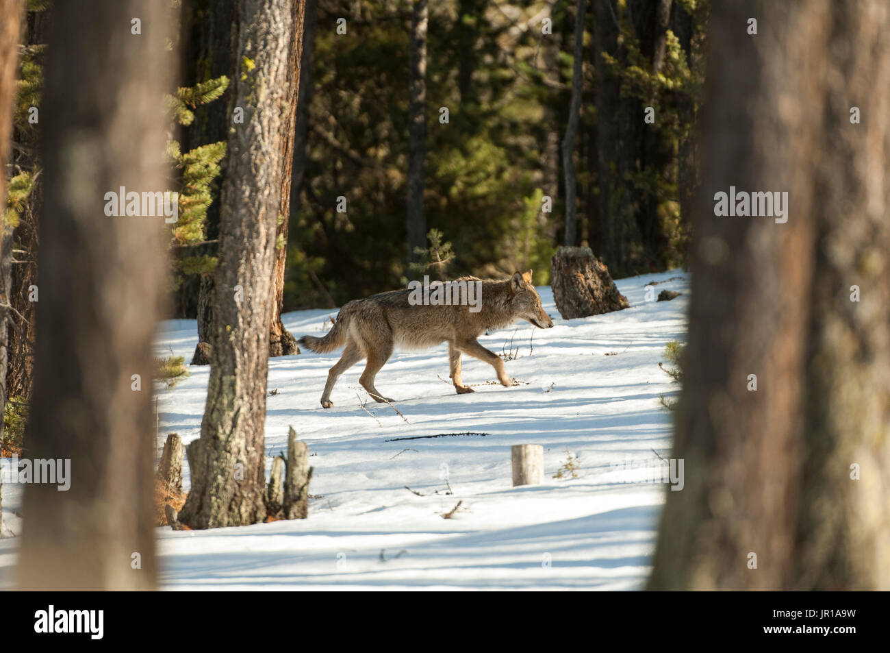 Italienischer Wolf (Canis Lupus Italicus) Wandern im Wald, Queyras ...