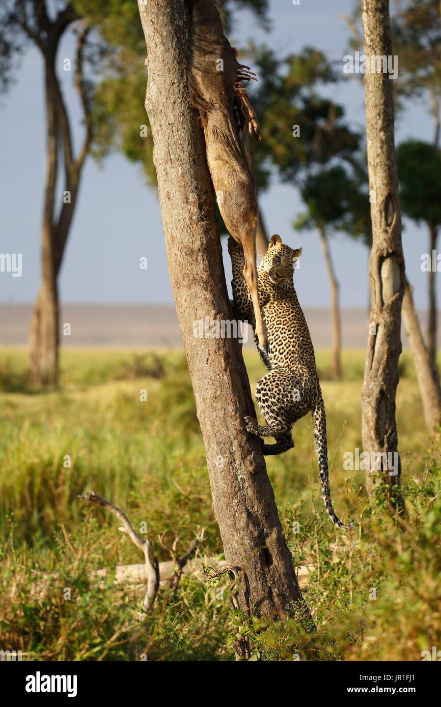 Leopard (Panthera pardus) auf einen Baum mit seiner Beute, Masaï Mara ...
