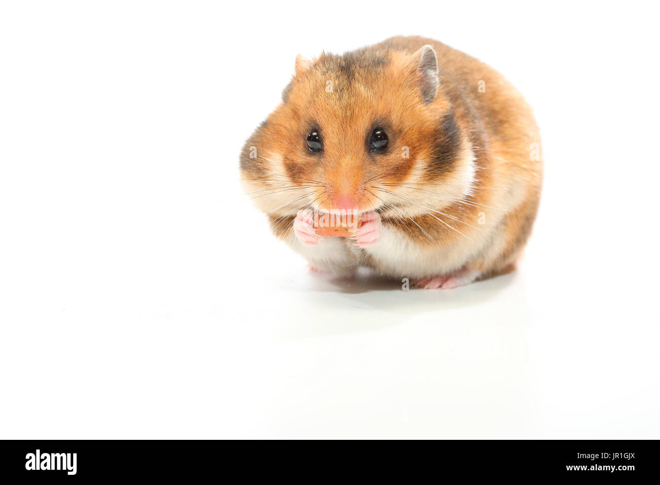 Golden Hamster (mesocricetus Auratus) Stockfotos & Golden Hamster ...