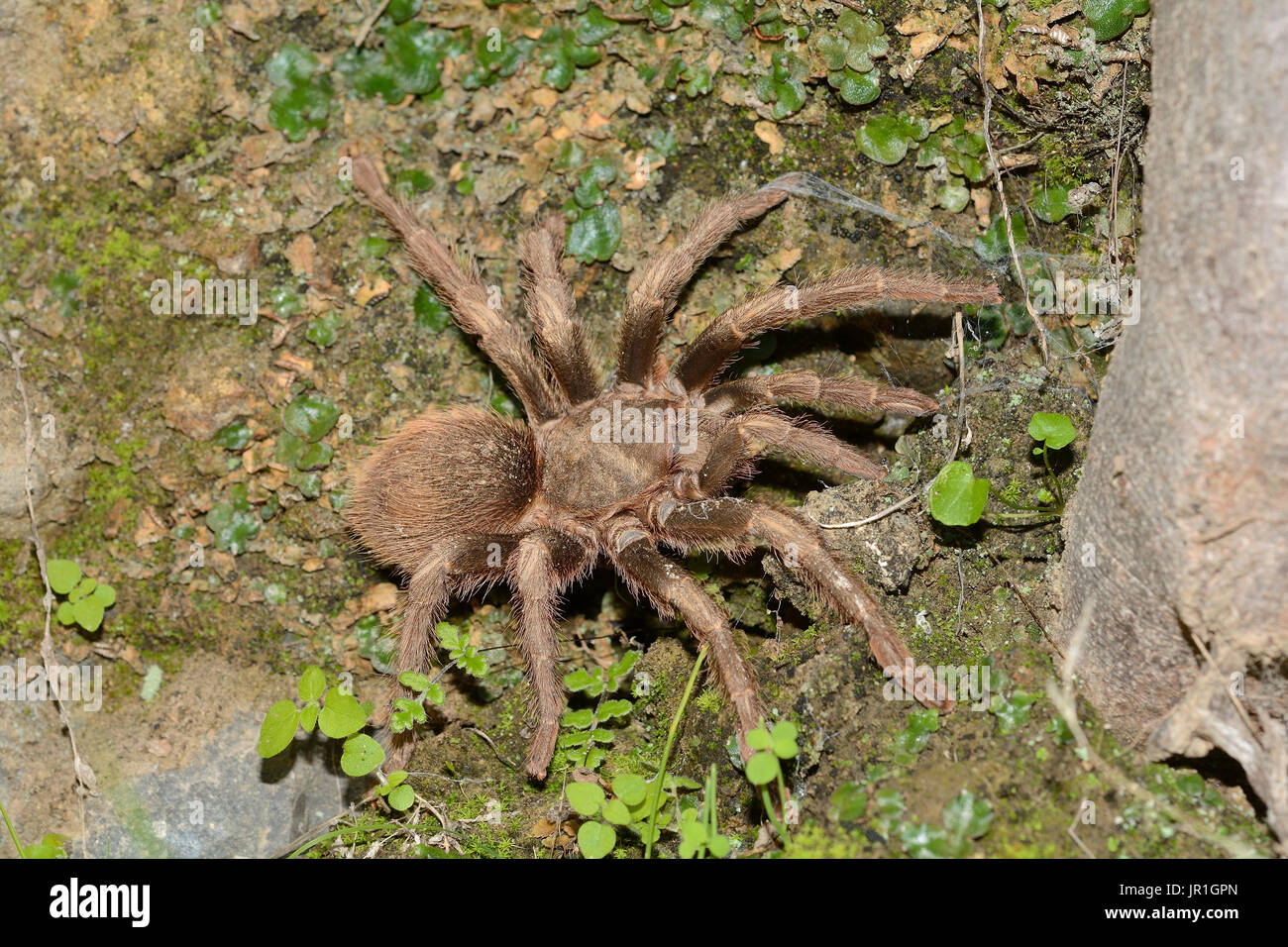 Chilenische rose Tarantula (Lebensraum Rosea), Parque Nacional La ...
