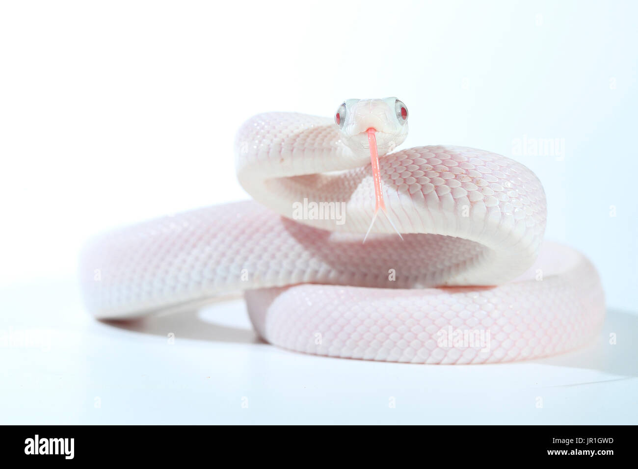 Albinismus Auge Stockfotos und -bilder Kaufen - Alamy