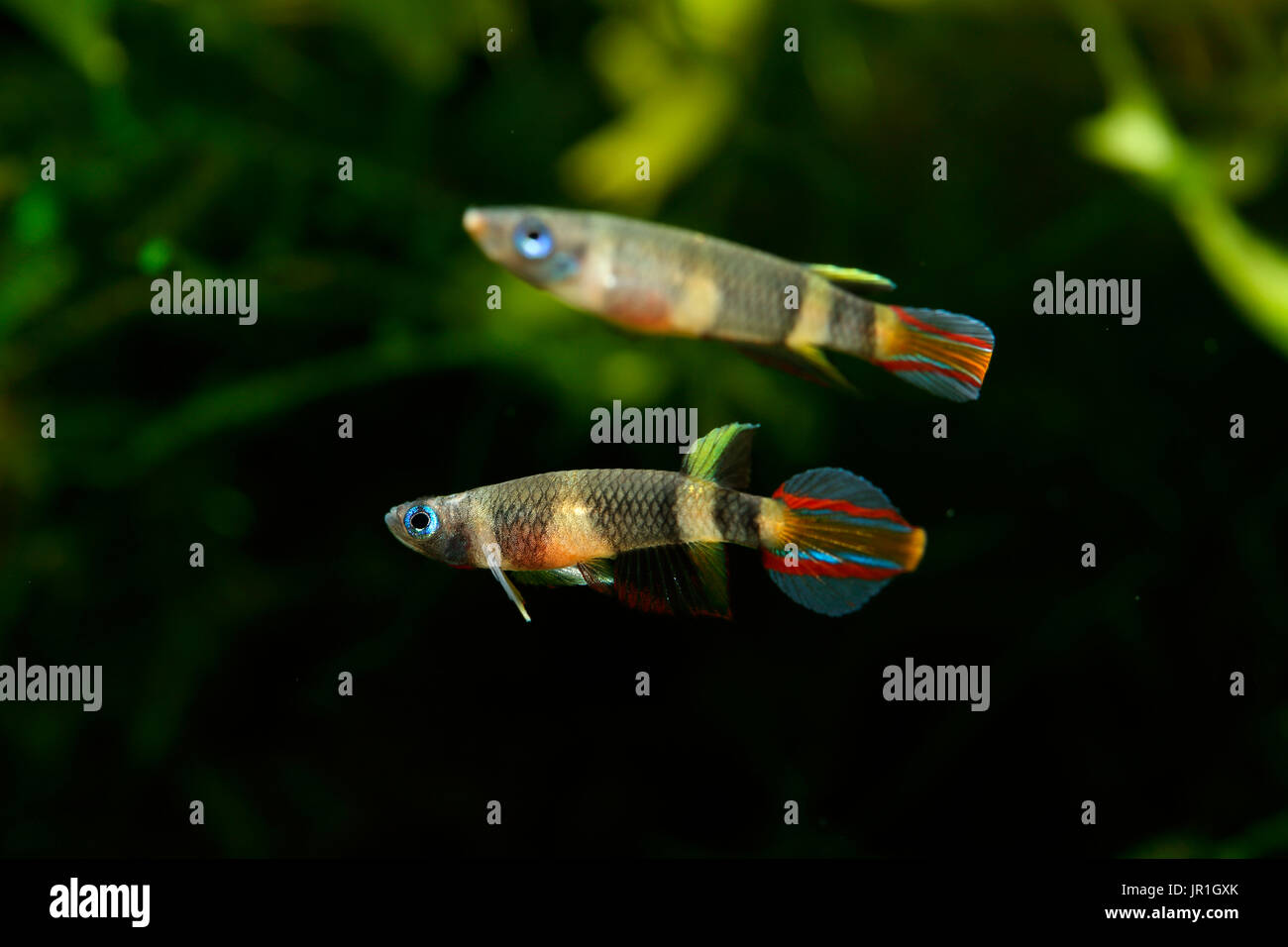 Epiplatys annulatus -Fotos und -Bildmaterial in hoher Auflösung – Alamy