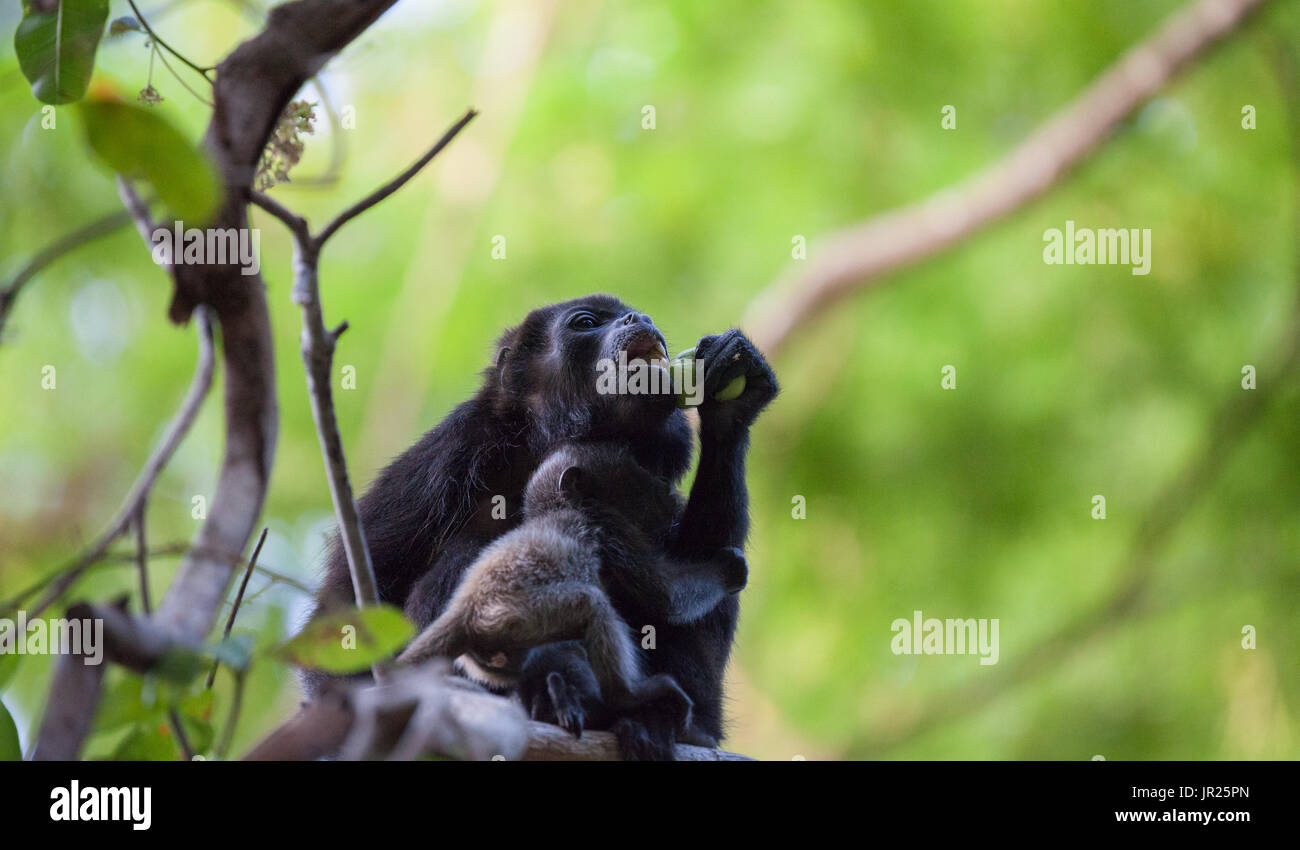 Affen arten -Fotos und -Bildmaterial in hoher Auflösung – Alamy