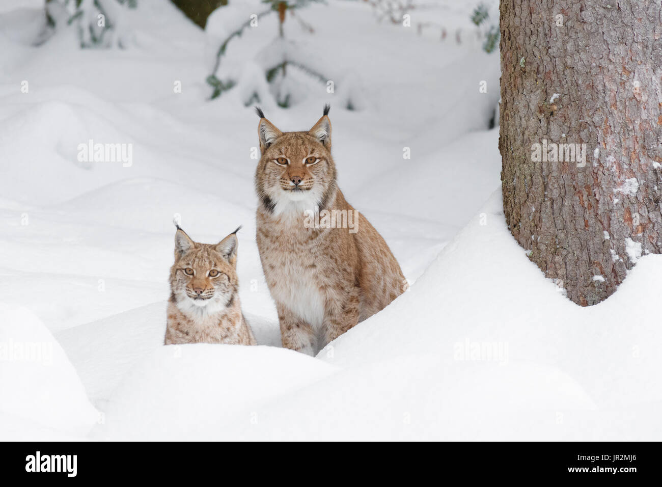 Europäische Luchs im Winter, Lynx Lynx, Nationalpark Bayerischer Wald ...