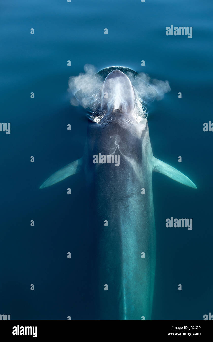 Whale sea of cortez fin -Fotos und -Bildmaterial in hoher Auflösung – Alamy