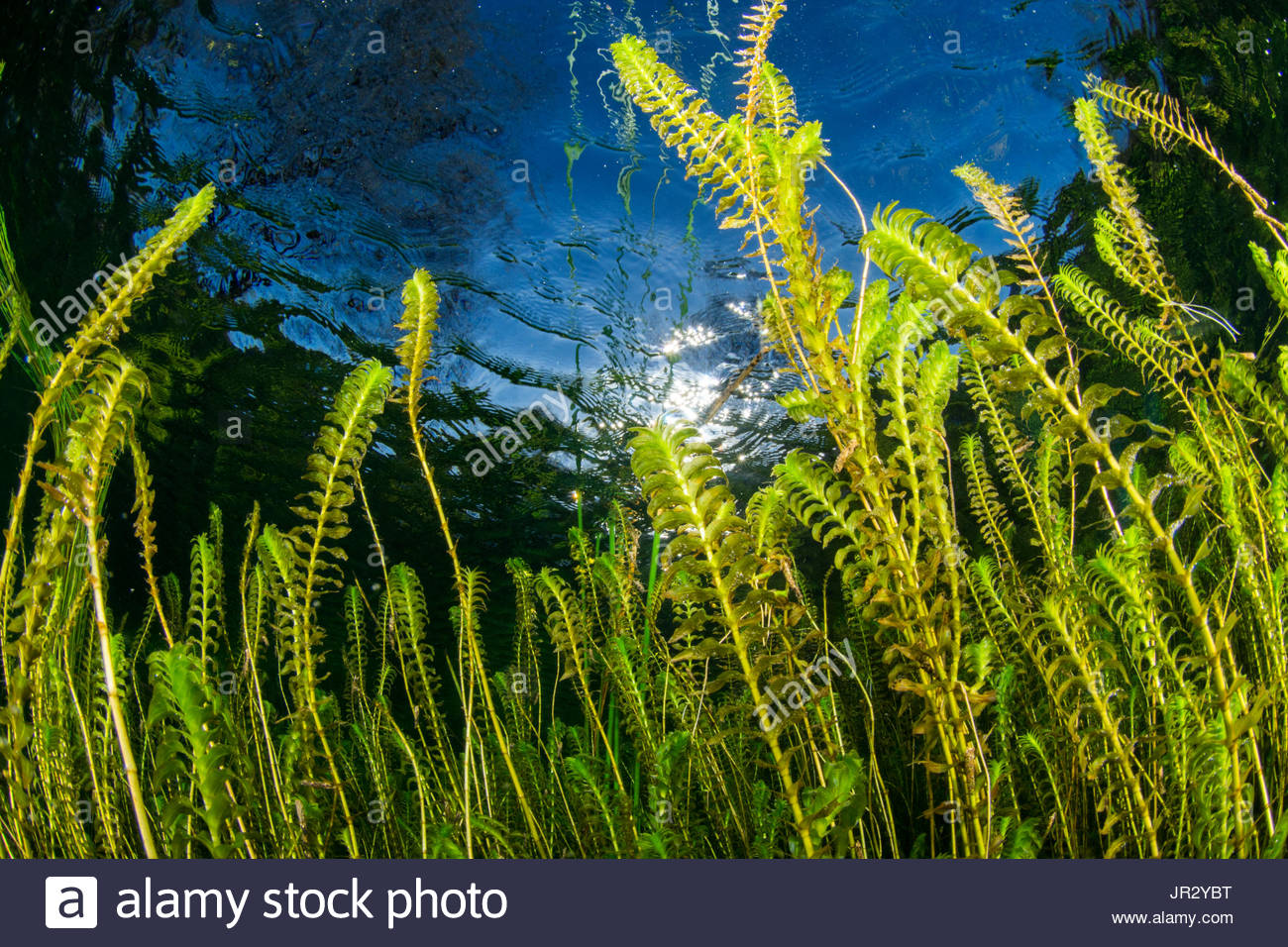 Wasserpflanze Elodea Sp Stockfotos und -bilder Kaufen - Alamy