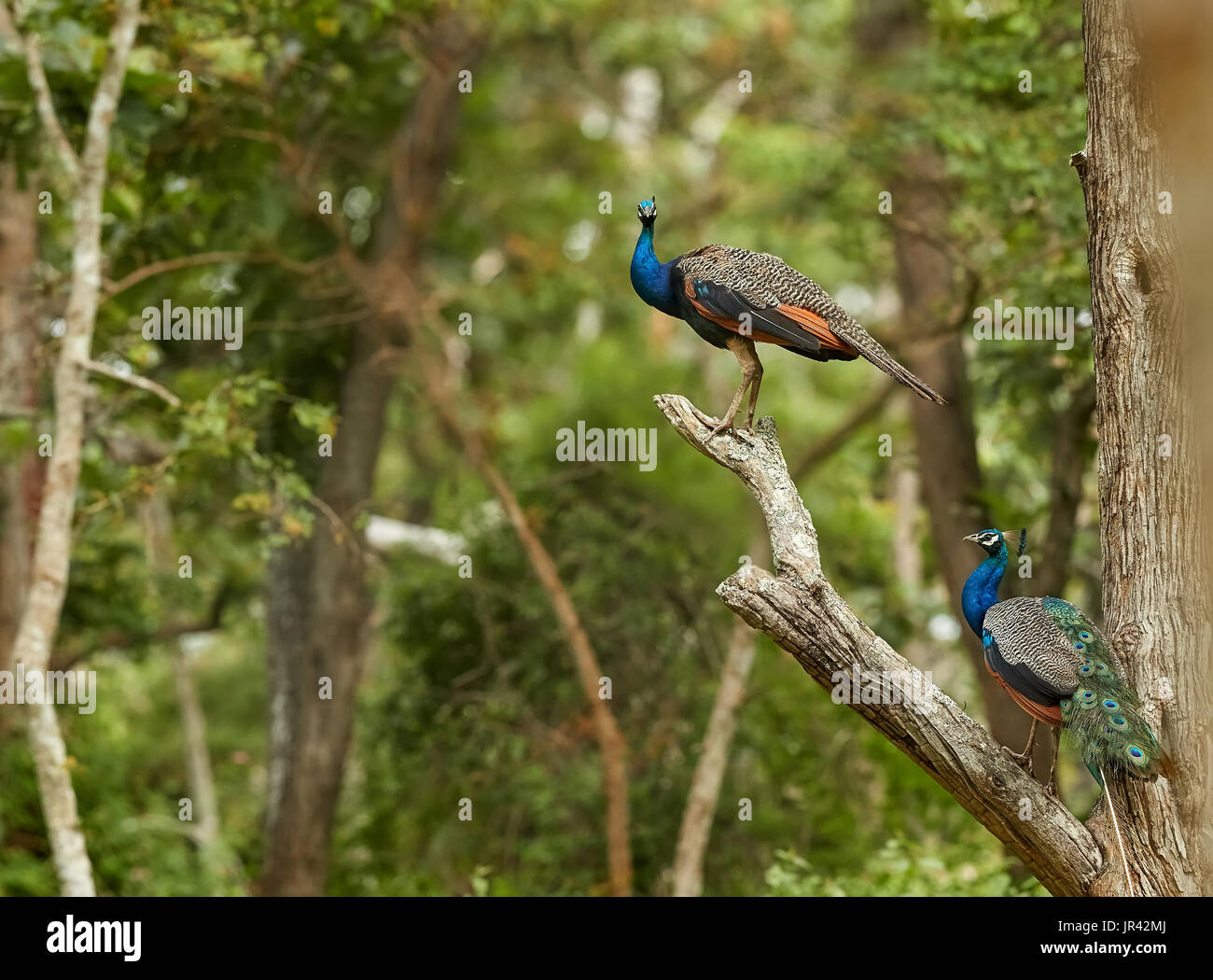 Männliche indischen Pfauen, Blauer Pfau (Pavo cristatus), wirken auf ...