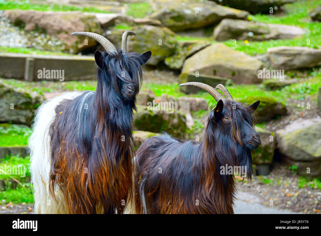 Großer ziegenbock -Fotos und -Bildmaterial in hoher Auflösung – Alamy