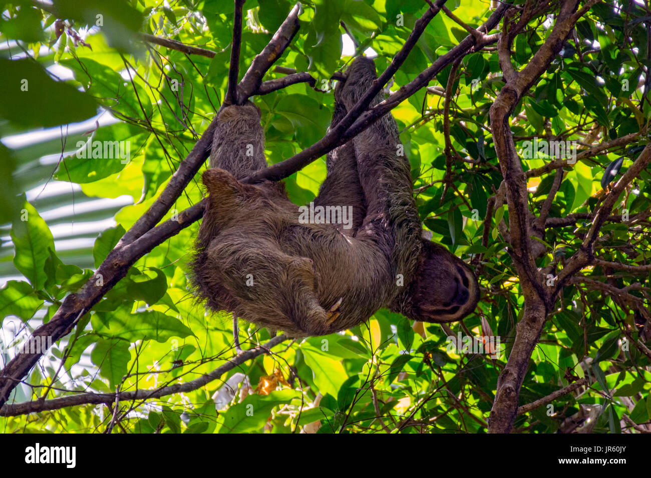 Faultier nationalpark -Fotos und -Bildmaterial in hoher Auflösung – Alamy