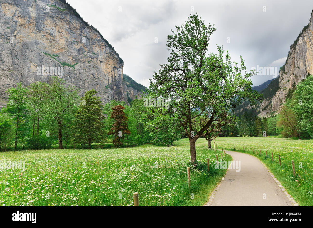 Baum strasse -Fotos und -Bildmaterial in hoher Auflösung – Alamy