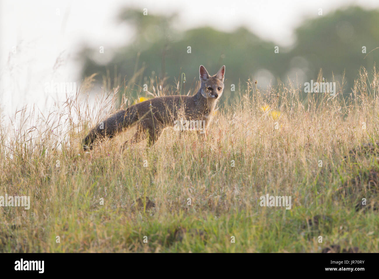 Bengalfuchs vulpes bengalensis -Fotos und -Bildmaterial in hoher ...