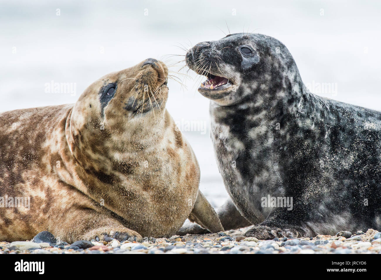 Die Kegelrobbe (Halichoerus grypus), Tier Paar am Strand, Nordsee, Düne, Helgoland, Deutschland ...