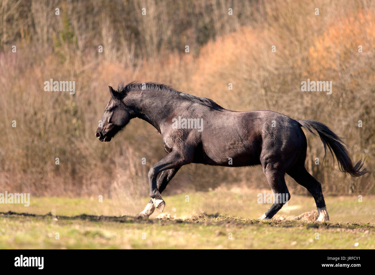 Schwarzer Hengst Pferd freien Lauf und Galoppierenden mächtig im madow ...