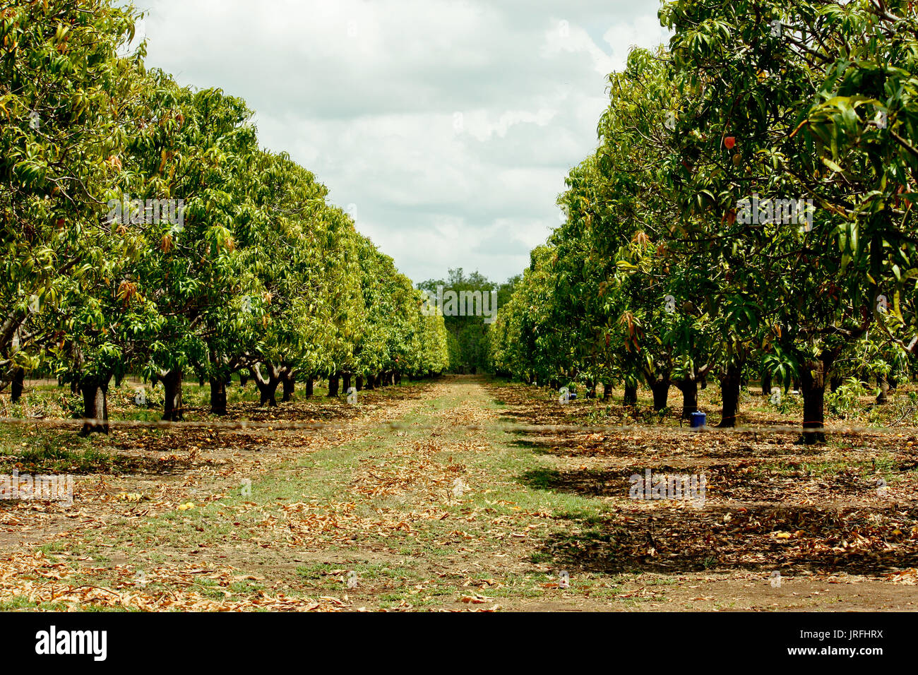 Mango plantation -Fotos und -Bildmaterial in hoher Auflösung – Alamy