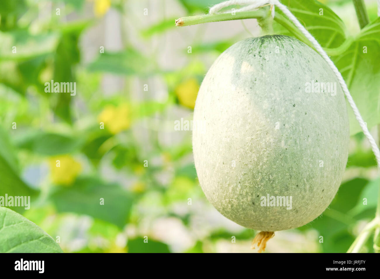 Anbau von melonen -Fotos und -Bildmaterial in hoher Auflösung – Alamy