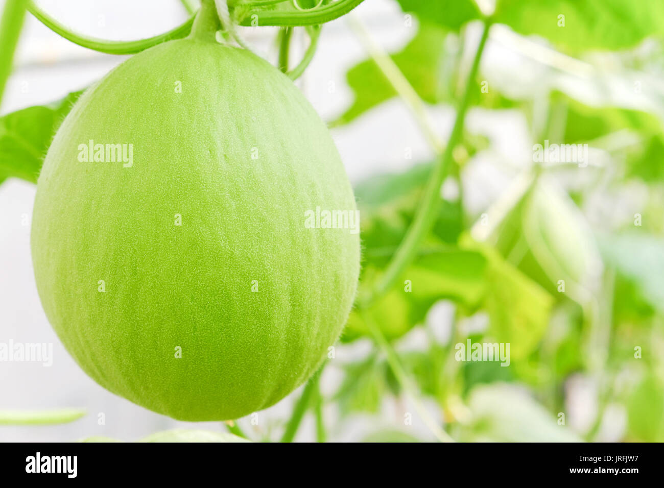 Anbau von melonen -Fotos und -Bildmaterial in hoher Auflösung – Alamy