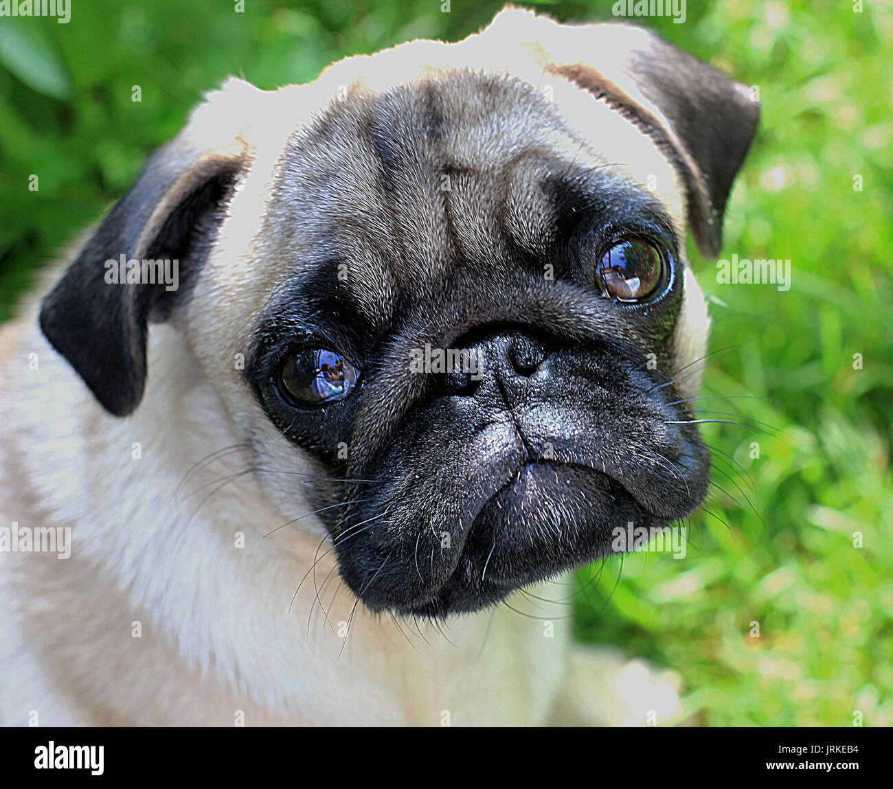 Mops Welpen Stockfotos und -bilder Kaufen - Alamy