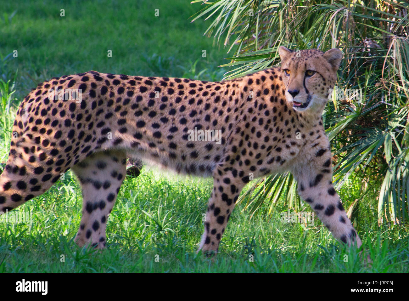 Wildlife strutting Stockfotos und -bilder Kaufen - Alamy