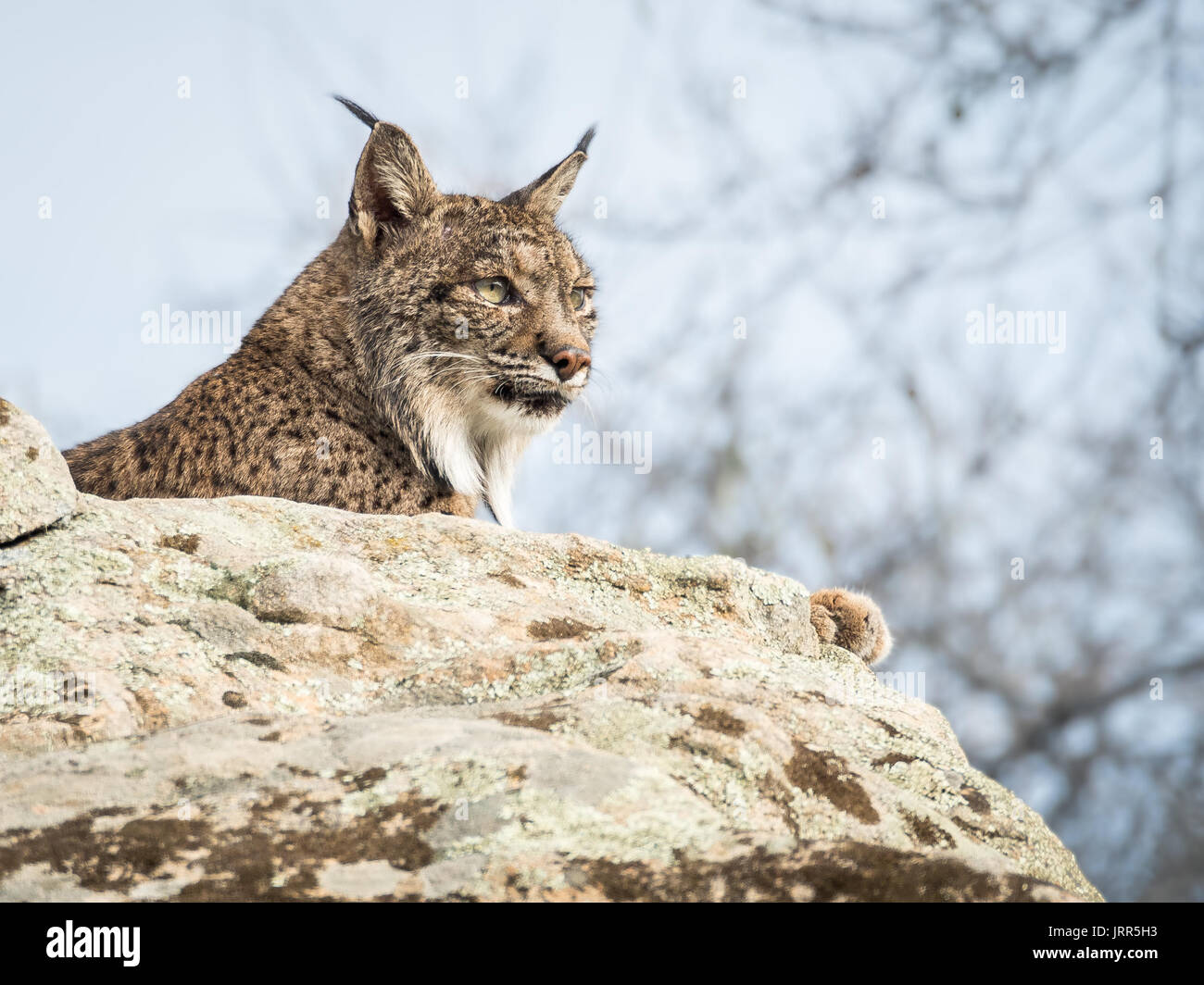 Luchs pardinus -Fotos und -Bildmaterial in hoher Auflösung – Alamy