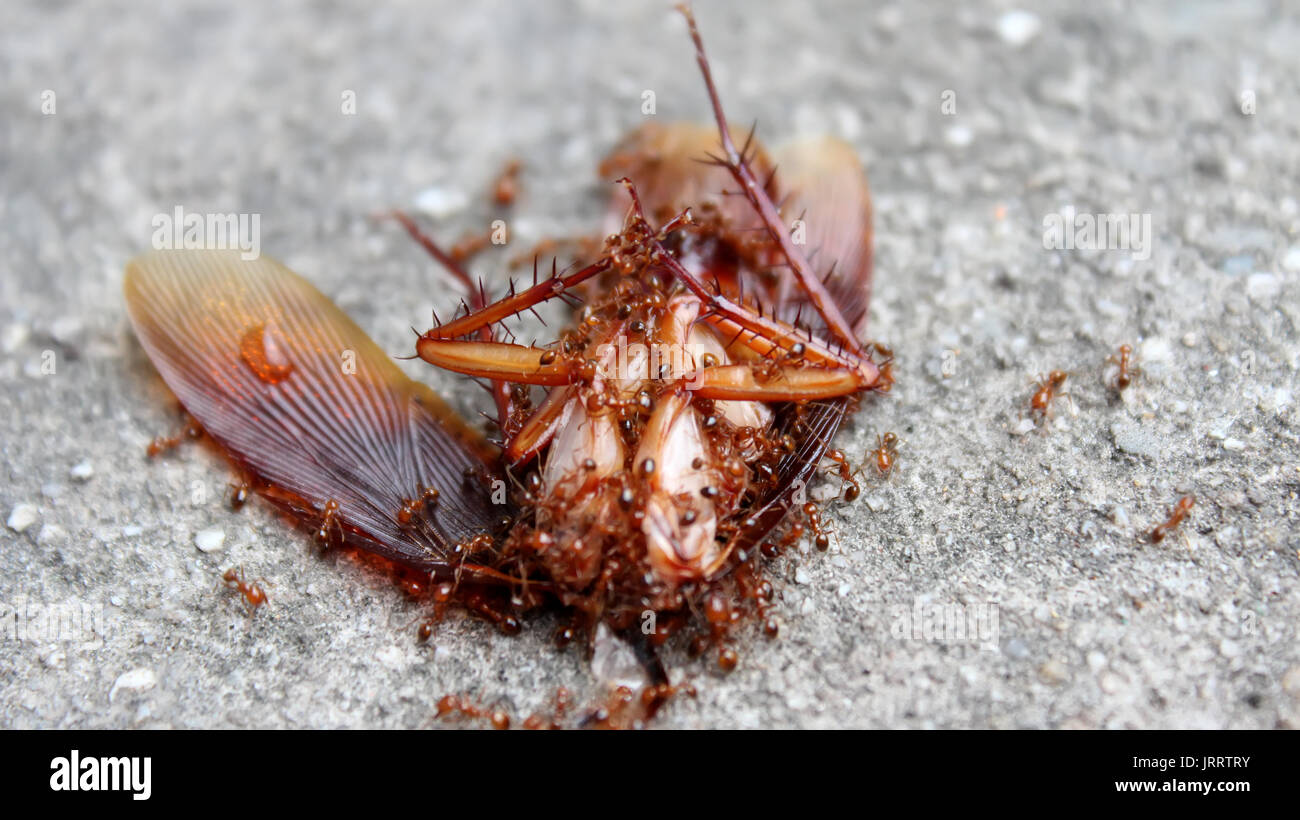 Dead Insects Stockfotos & Dead Insects Bilder - Alamy