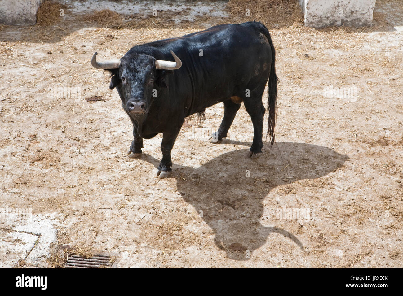 Toro stier spanien -Fotos und -Bildmaterial in hoher Auflösung – Alamy