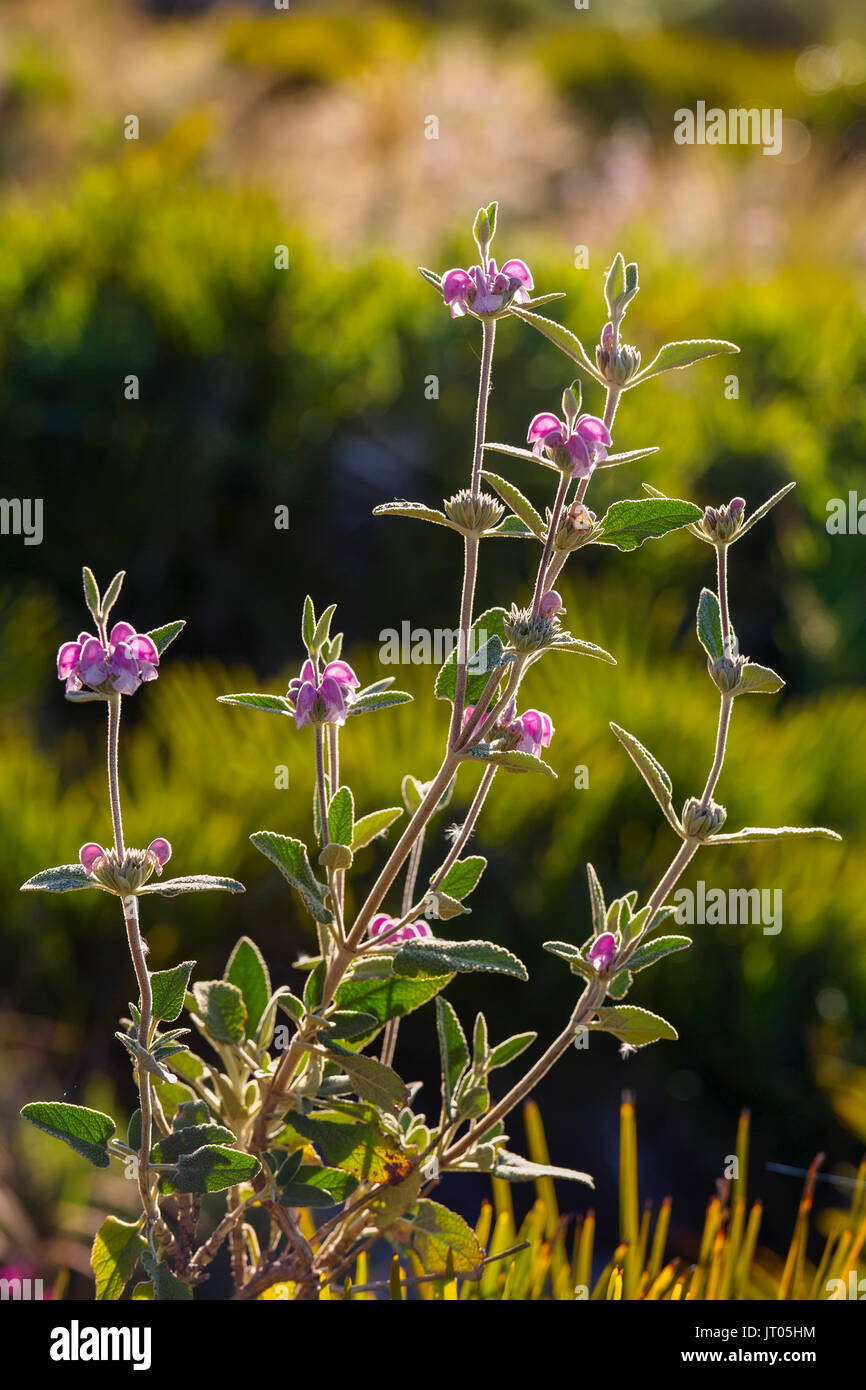 Wilde blumen von andalusien spanien -Fotos und -Bildmaterial in hoher ...