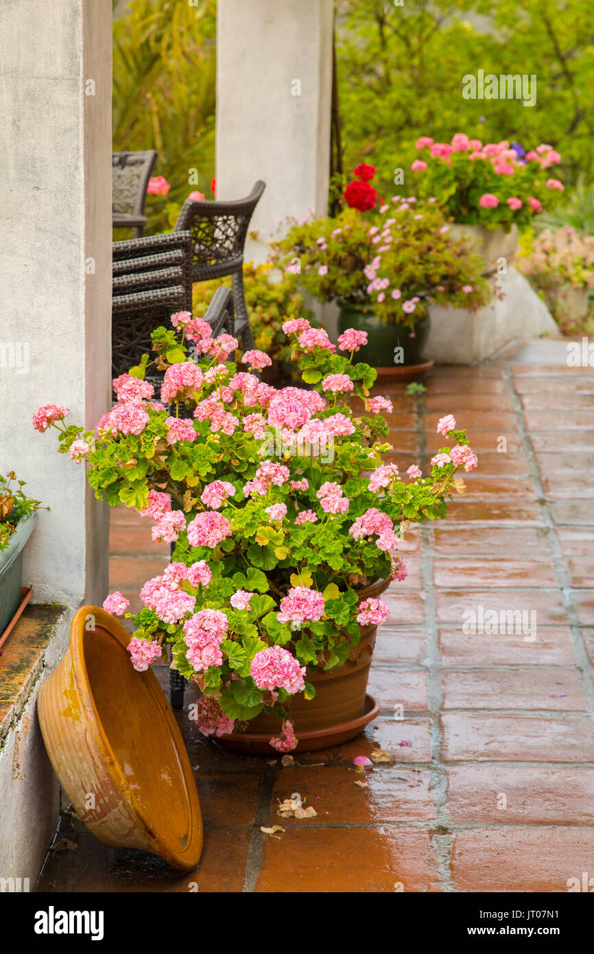 Blumen, Landhaus an einem regnerischen Tag, Sayalonga La Axarquia ...