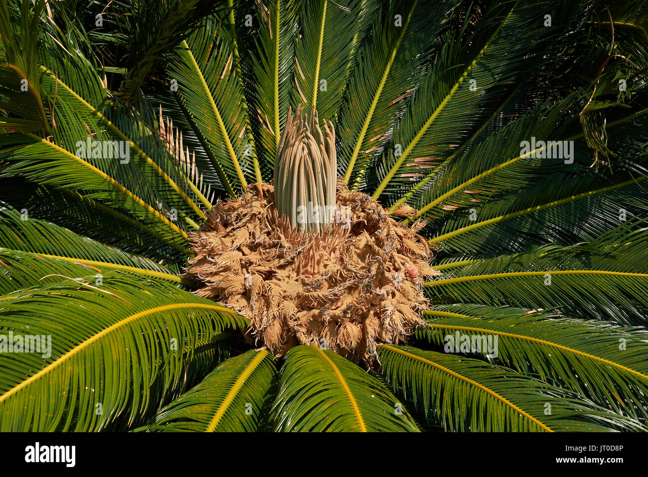 Female sago palm cycas revoluta -Fotos und -Bildmaterial in hoher ...