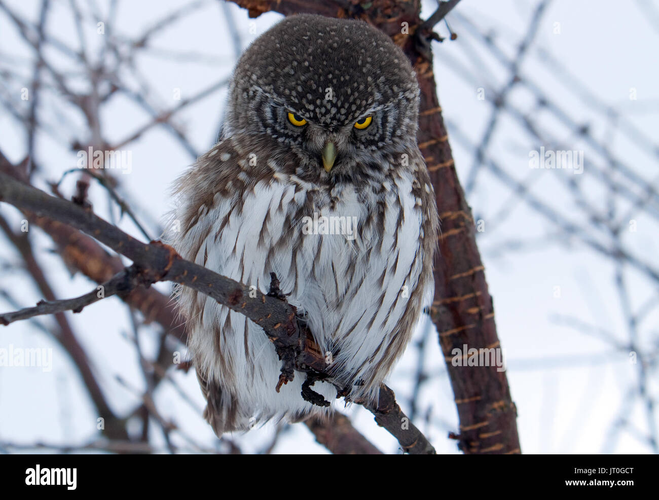 Intimidating owl -Fotos und -Bildmaterial in hoher Auflösung – Alamy